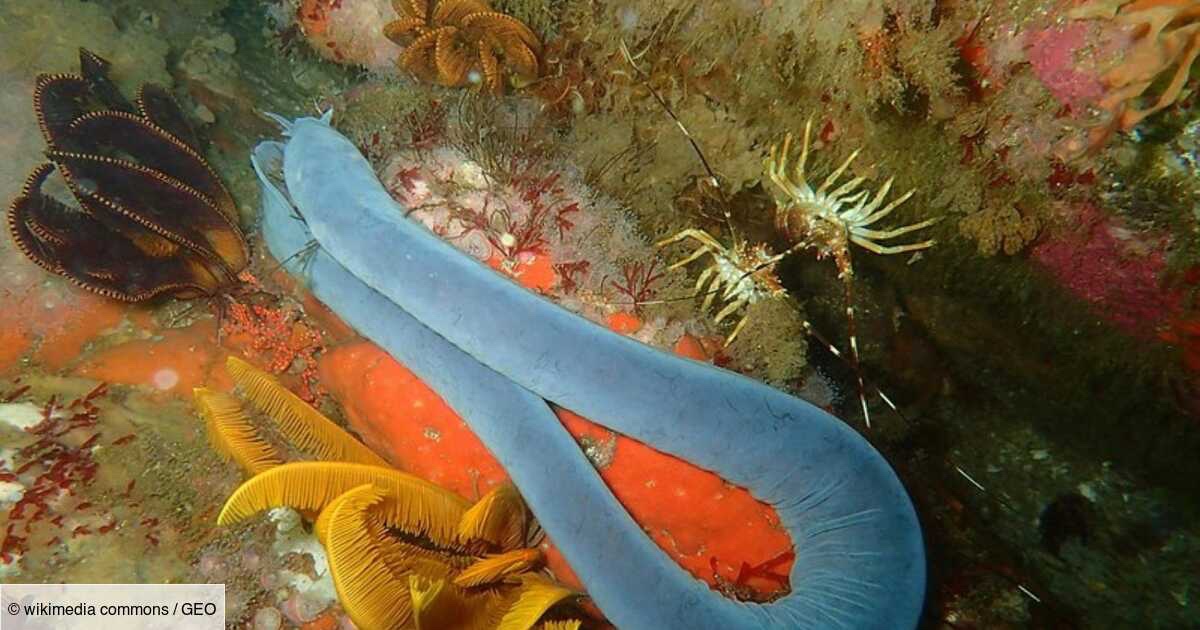 L’étude du génome du poisson le plus visqueux au monde conduit à une ...